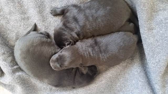 Idaho AKC Labs | Performance Bred Companions – Best Labrador Retrievers ...