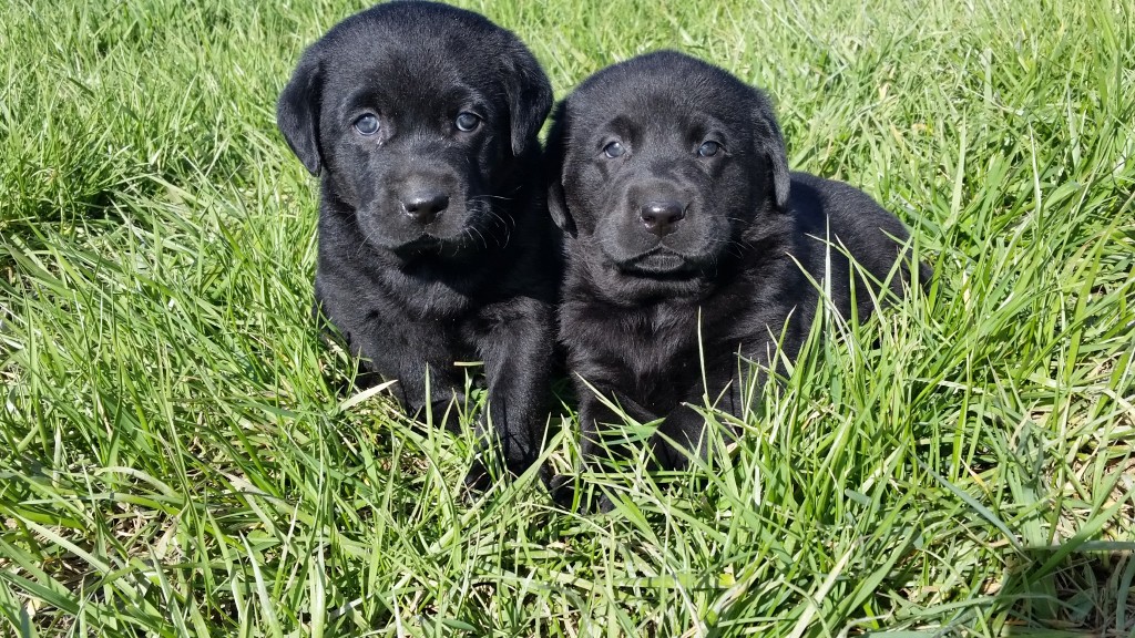 Idaho AKC Labs | Performance Bred Companions – Best Labrador Retrievers ...