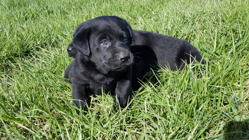 Idaho AKC Labs | Performance Bred Companions – Best Labrador Retrievers ...