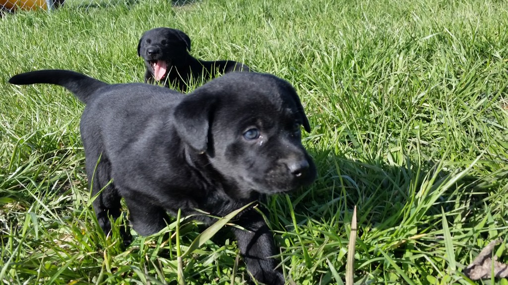 Idaho AKC Labs | Performance Bred Companions – Best Labrador Retrievers ...