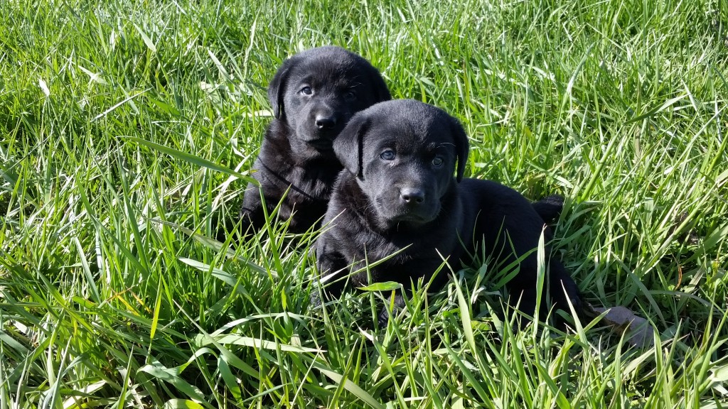 Idaho AKC Labs | Performance Bred Companions – Best Labrador Retrievers ...