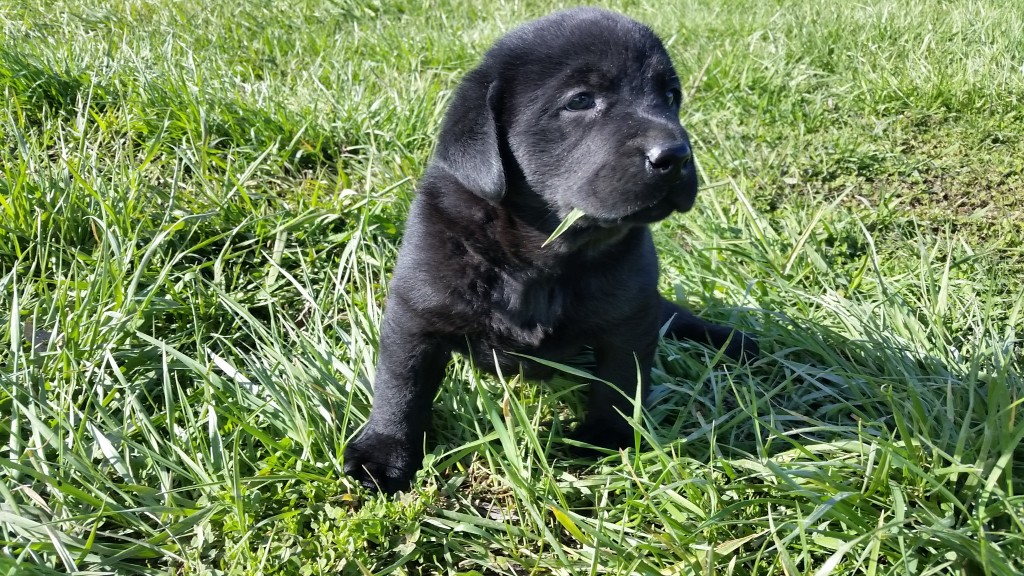 Idaho AKC Labs | Performance Bred Companions – Best Labrador Retrievers ...