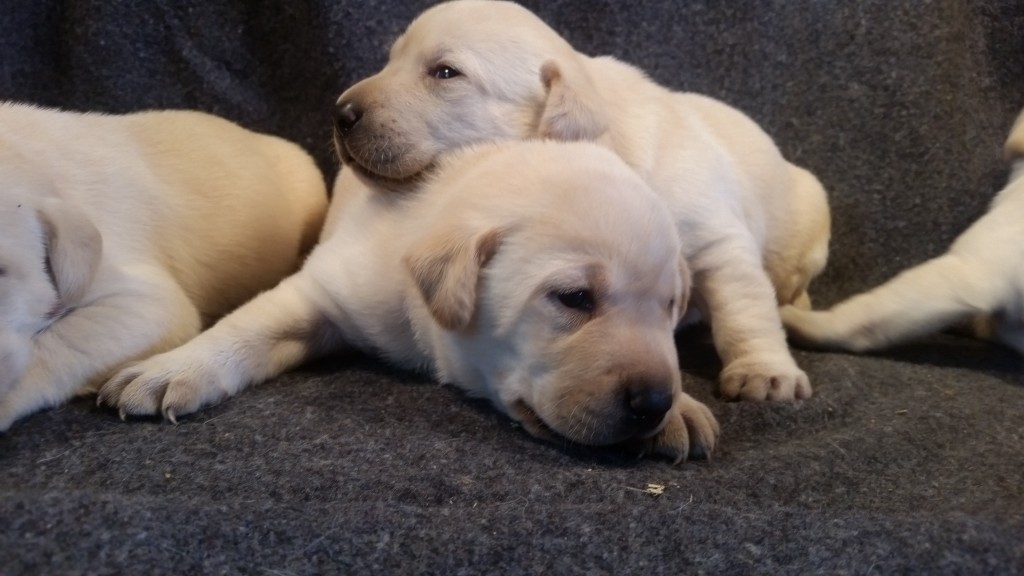 Idaho AKC Labs | Performance Bred Companions – Best Labrador Retrievers ...