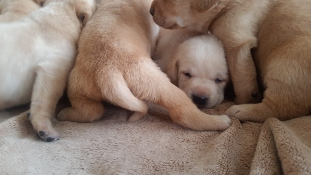 Home - Idaho AKC Labs