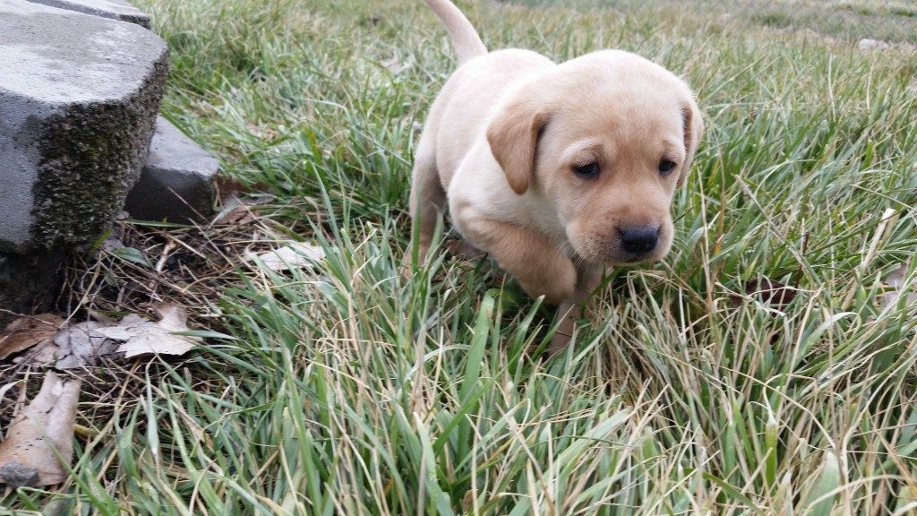 Home - Idaho AKC Labs